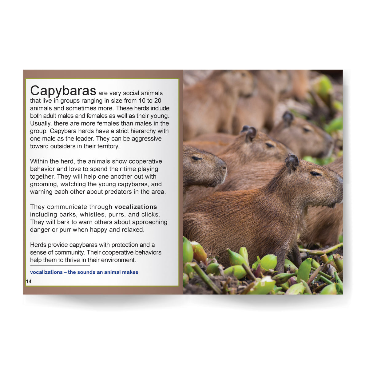 Capybara: Fascinating Animal Facts for Kids (This Incredible Planet ...