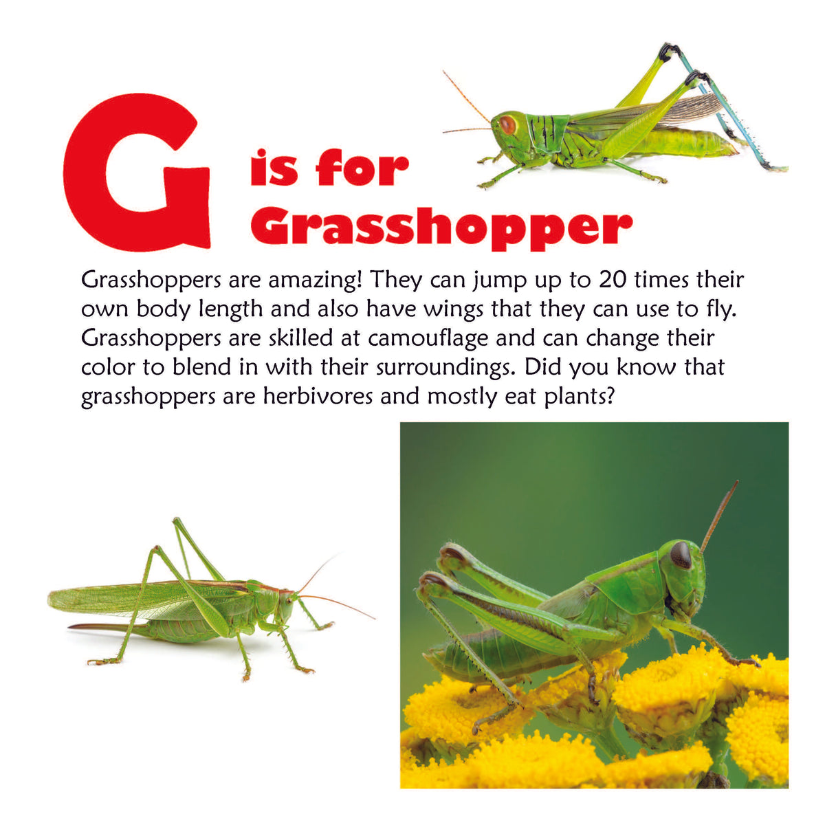 Amazing Bugs A to Z: An ABC Book for Curious Kids with Interesting Fac ...